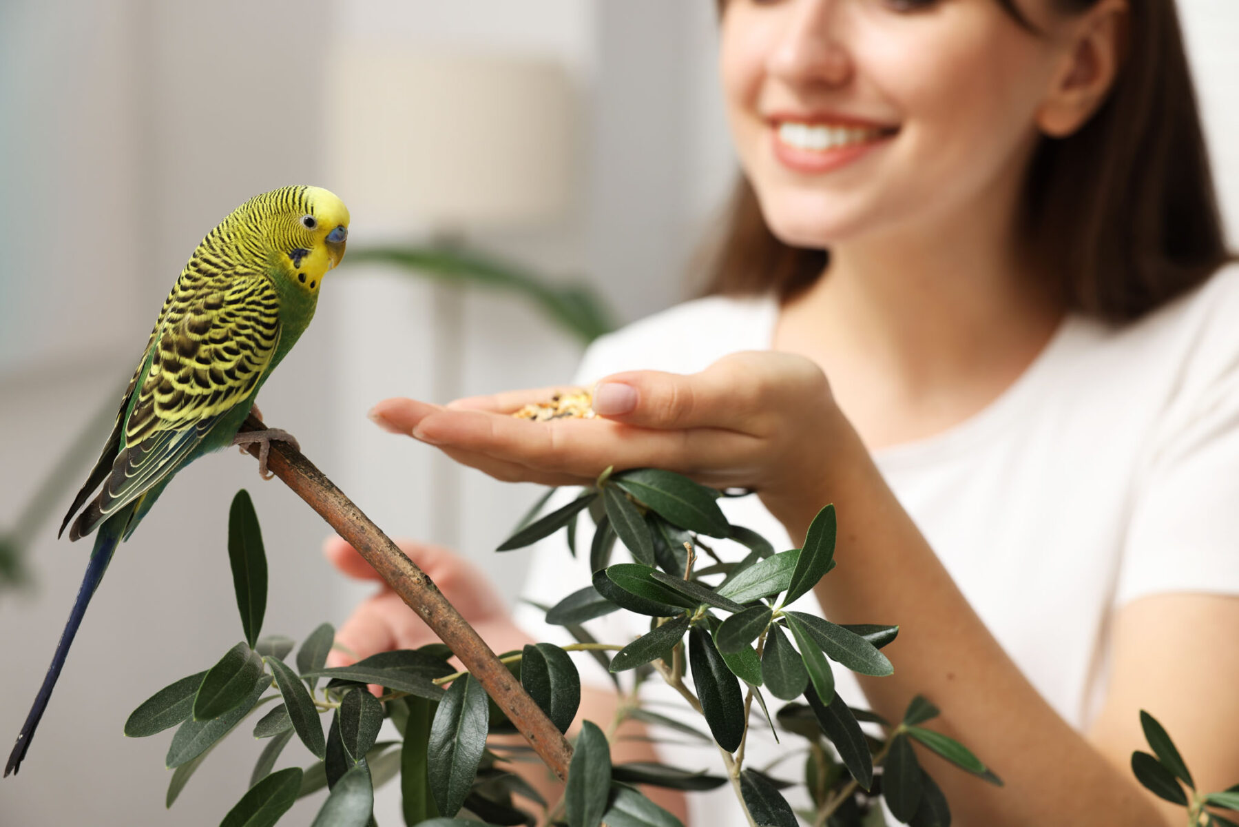 Pet Health Certificate - Rhawnhurst Animal Hospital